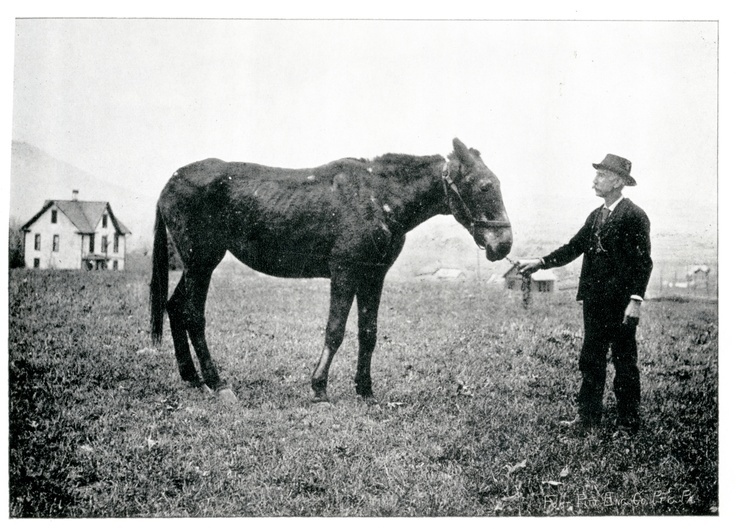 Old Coaly: the Mule Who Built Penn State