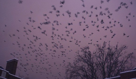 Too Many Crows? OPP Working To Relocate Bird Population