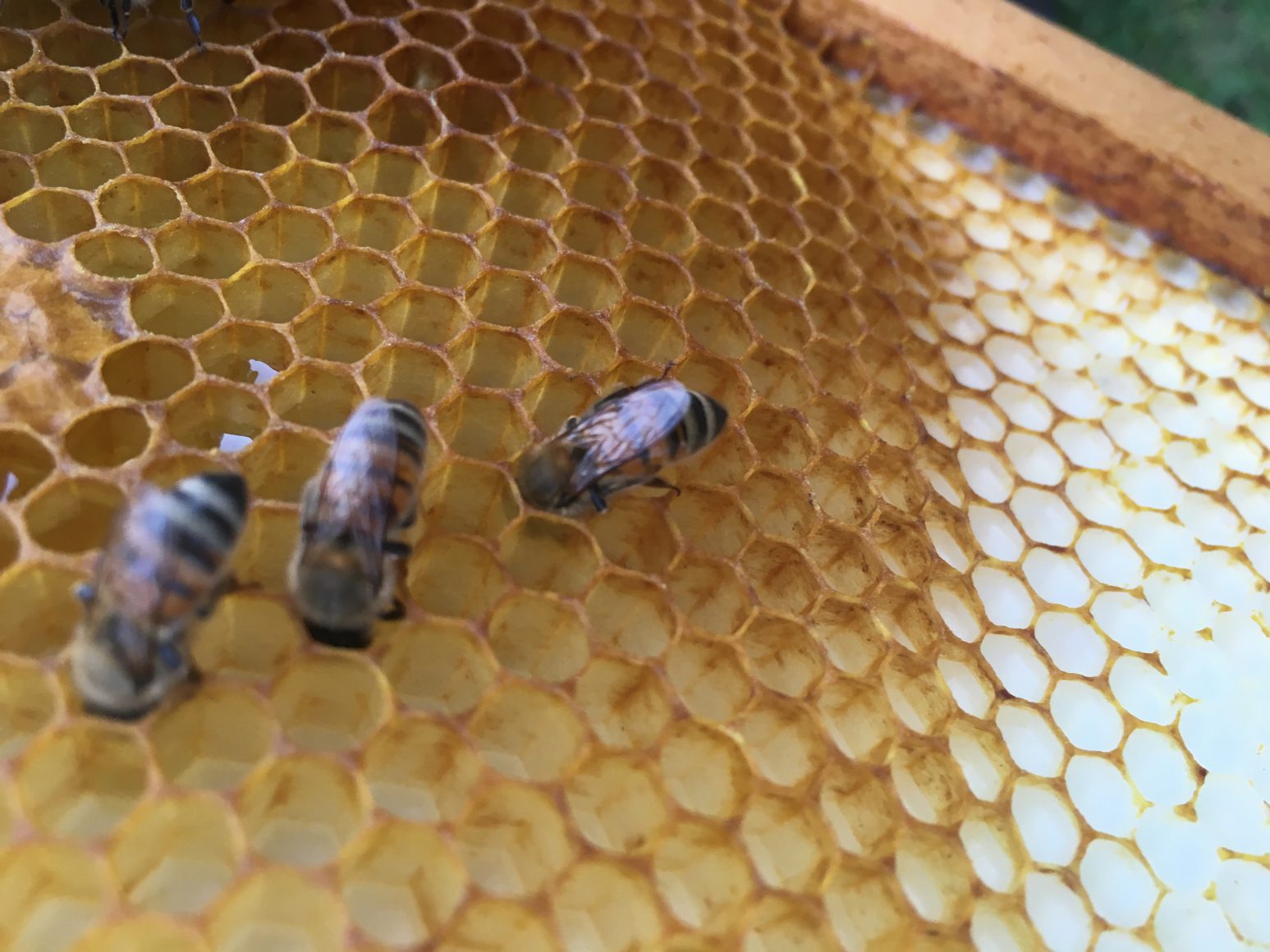 Penn State Beekeepers Weigh In On The Current State Of Bees
