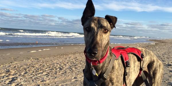 Nittany Greyhounds Aims To Find Homes For Retired Racing Dogs | Onward ...