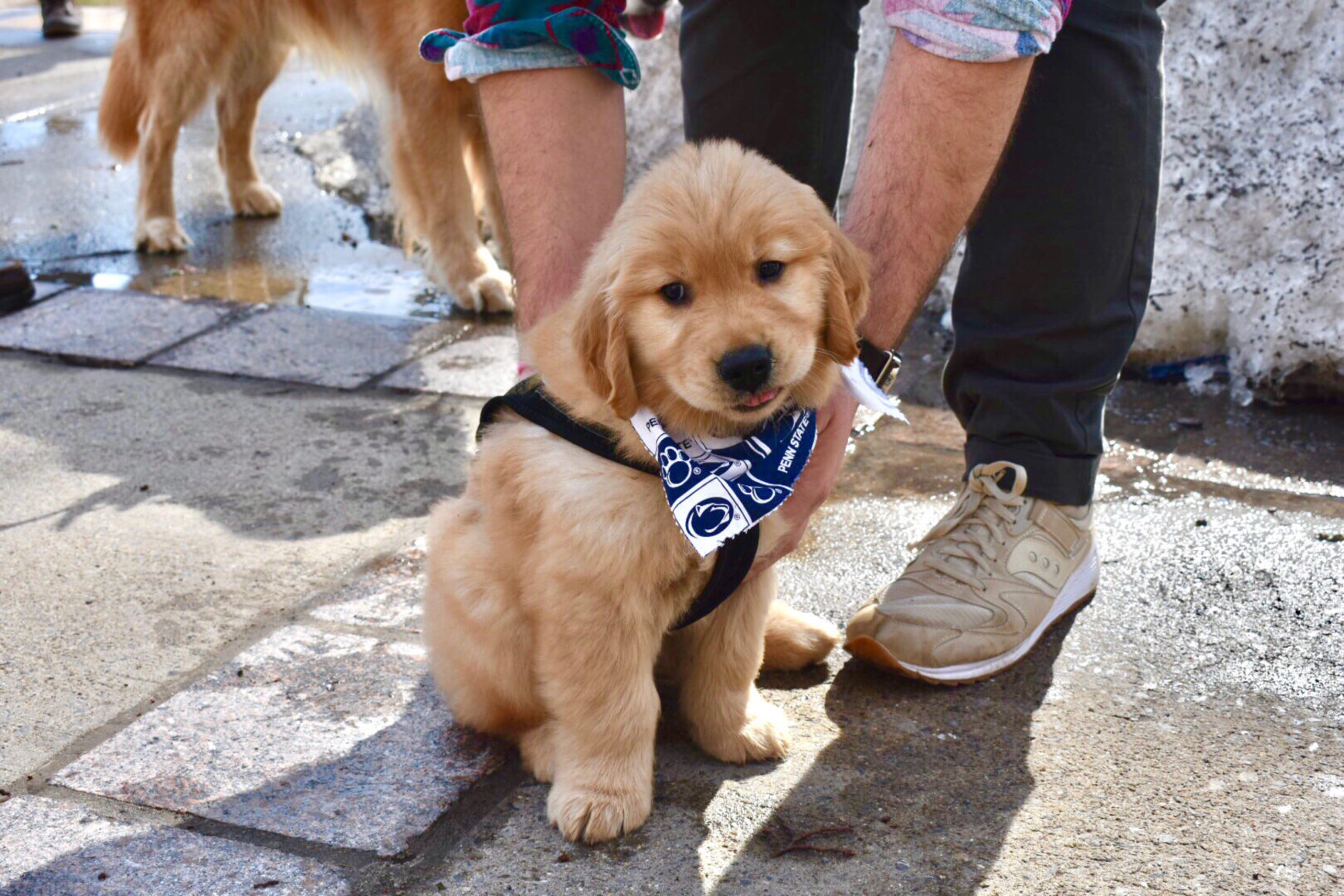 Here Are Some Very Good Penn State Puppers From These Past Few Very ...