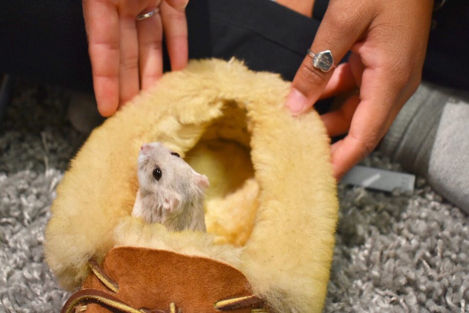 Secret Dorm Pets: A Tail Of Two Creatures | Onward State