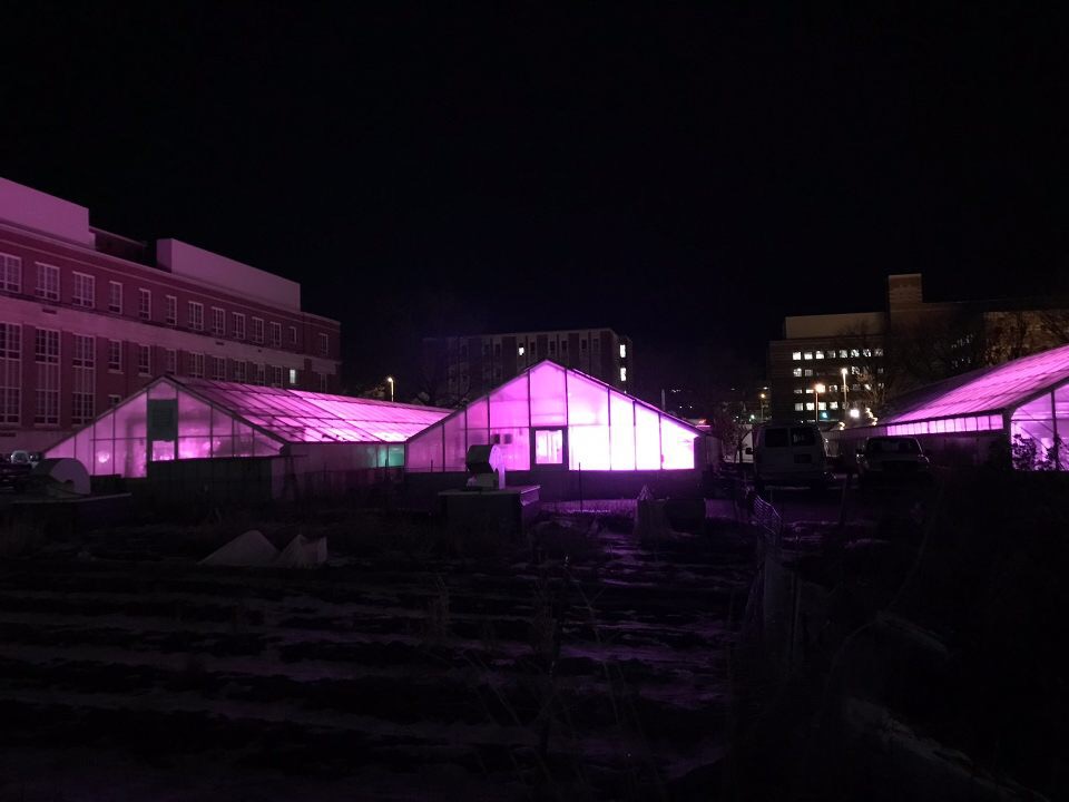Pink LEDs And Cacao Plants: Touring A Plant Science Greenhouse | Onward ...