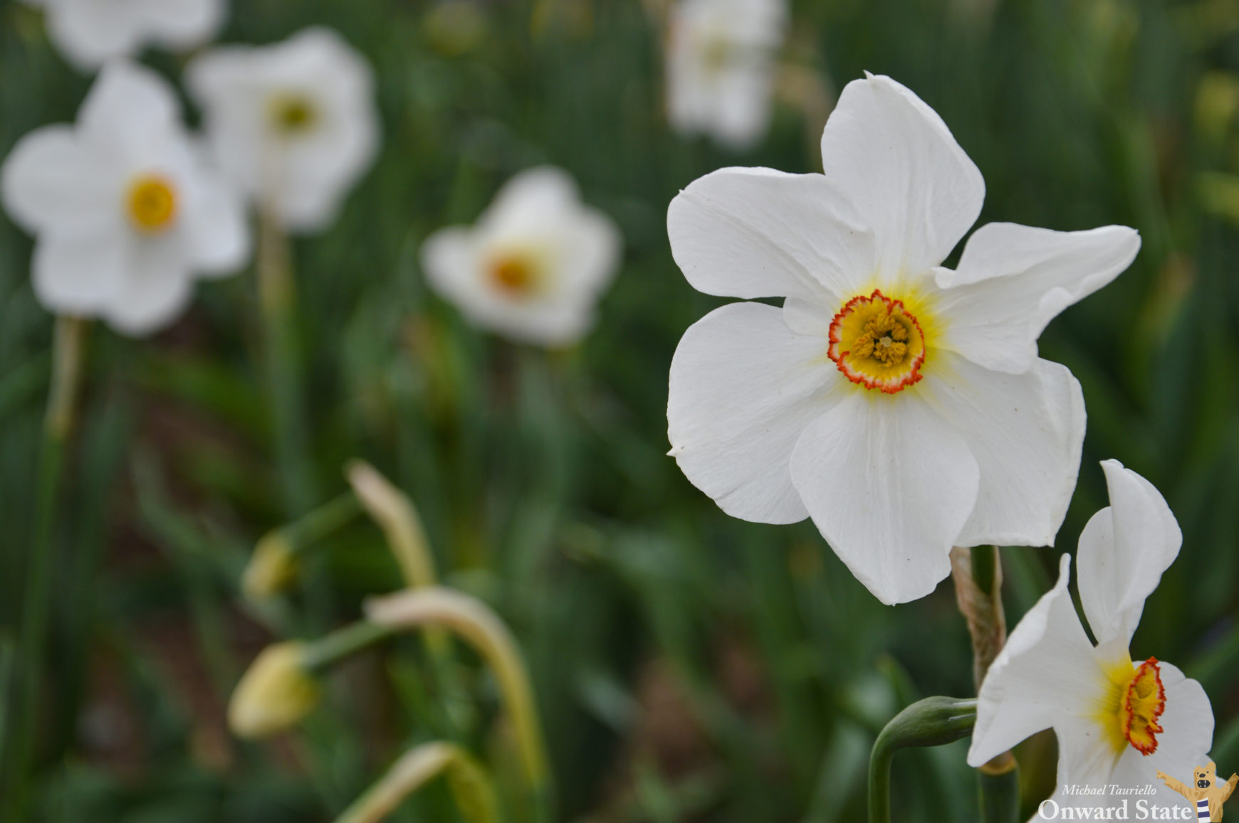 [Photo Story] Spring Has (Finally) Sprung At The Arboretum | Onward State