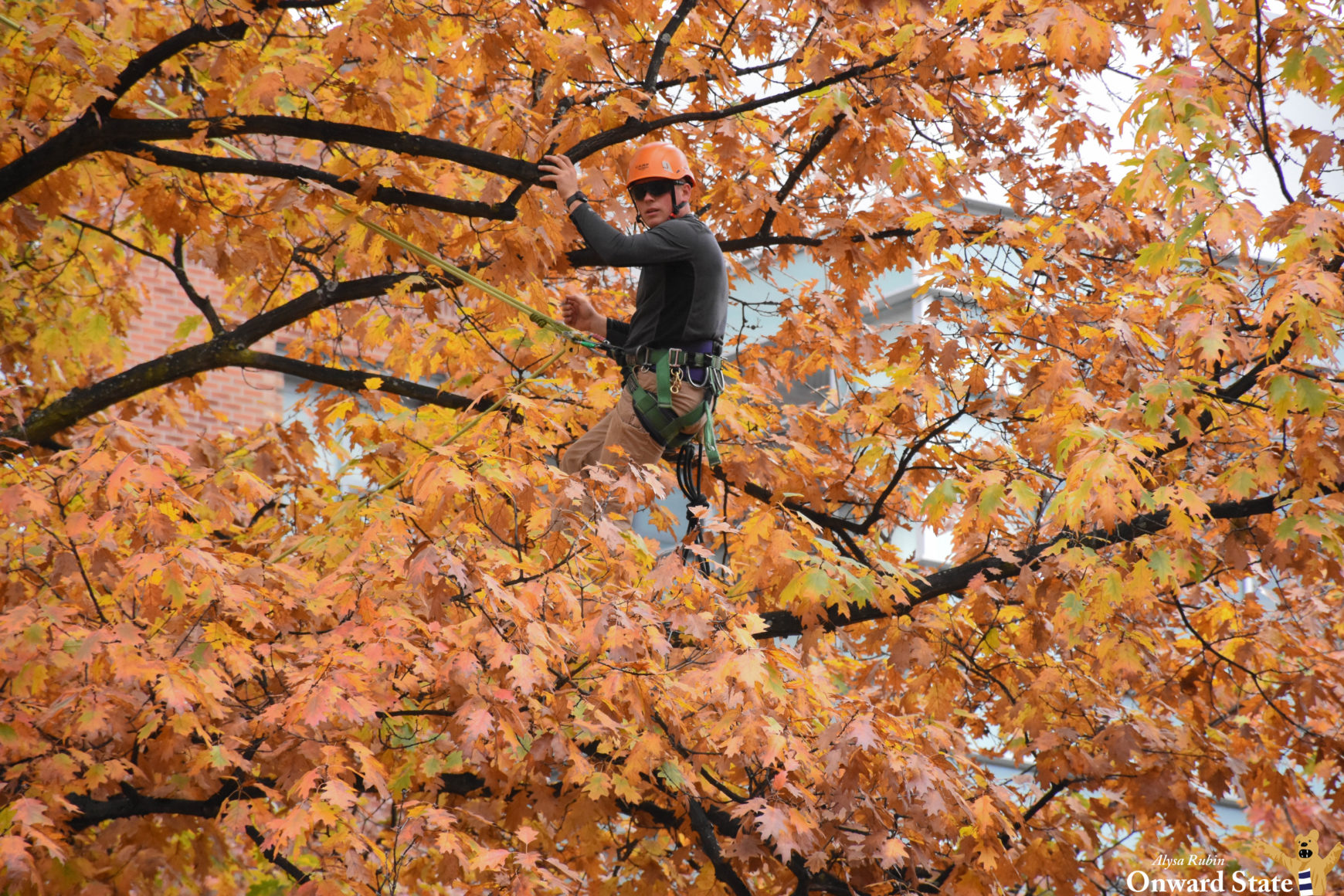 Penn State's Tree-Climbing Course Helps Students Branch Out | Onward State