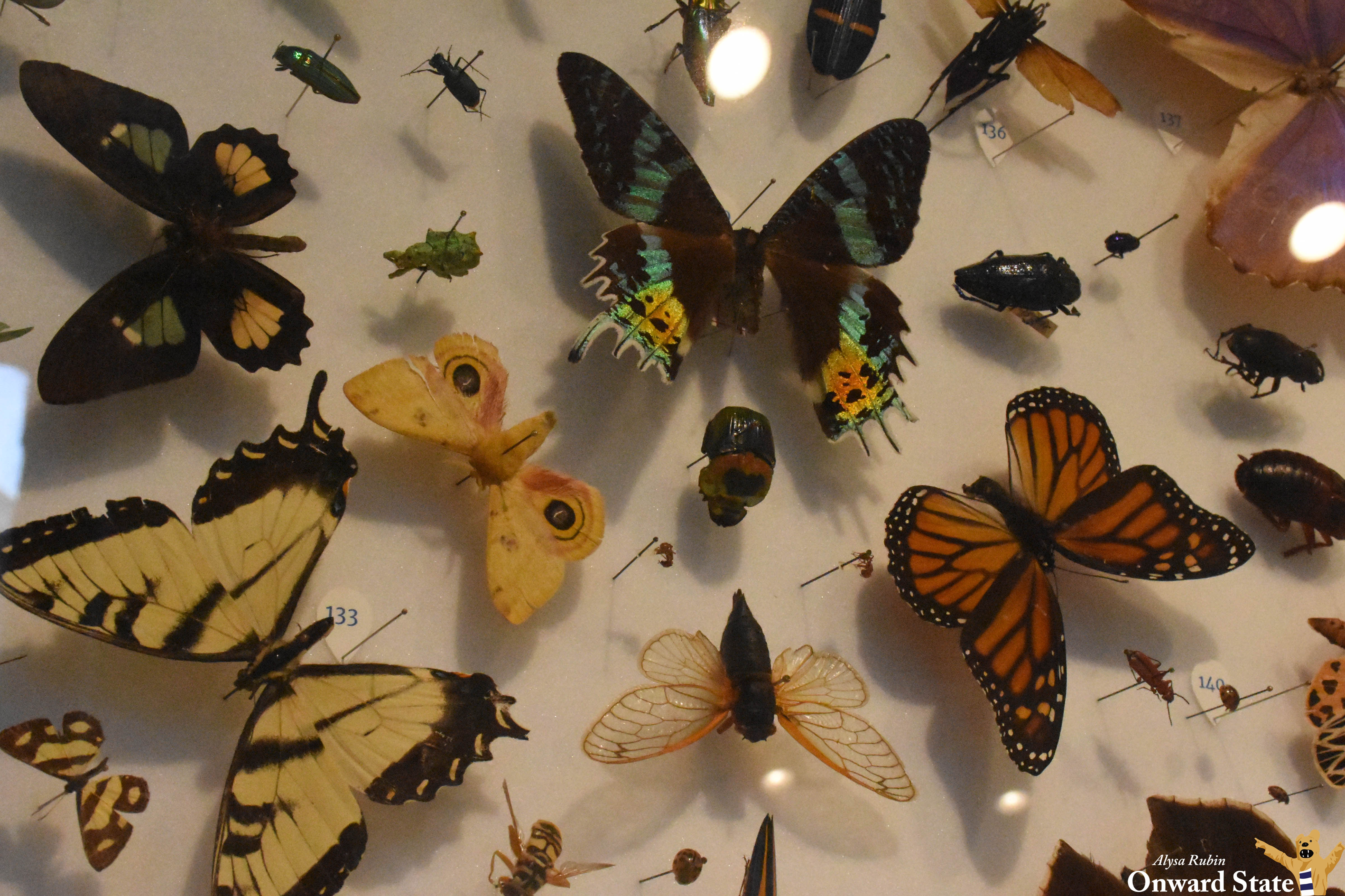 [Photo Story] Getting Buggy At The Frost Entomological Museum | Onward ...