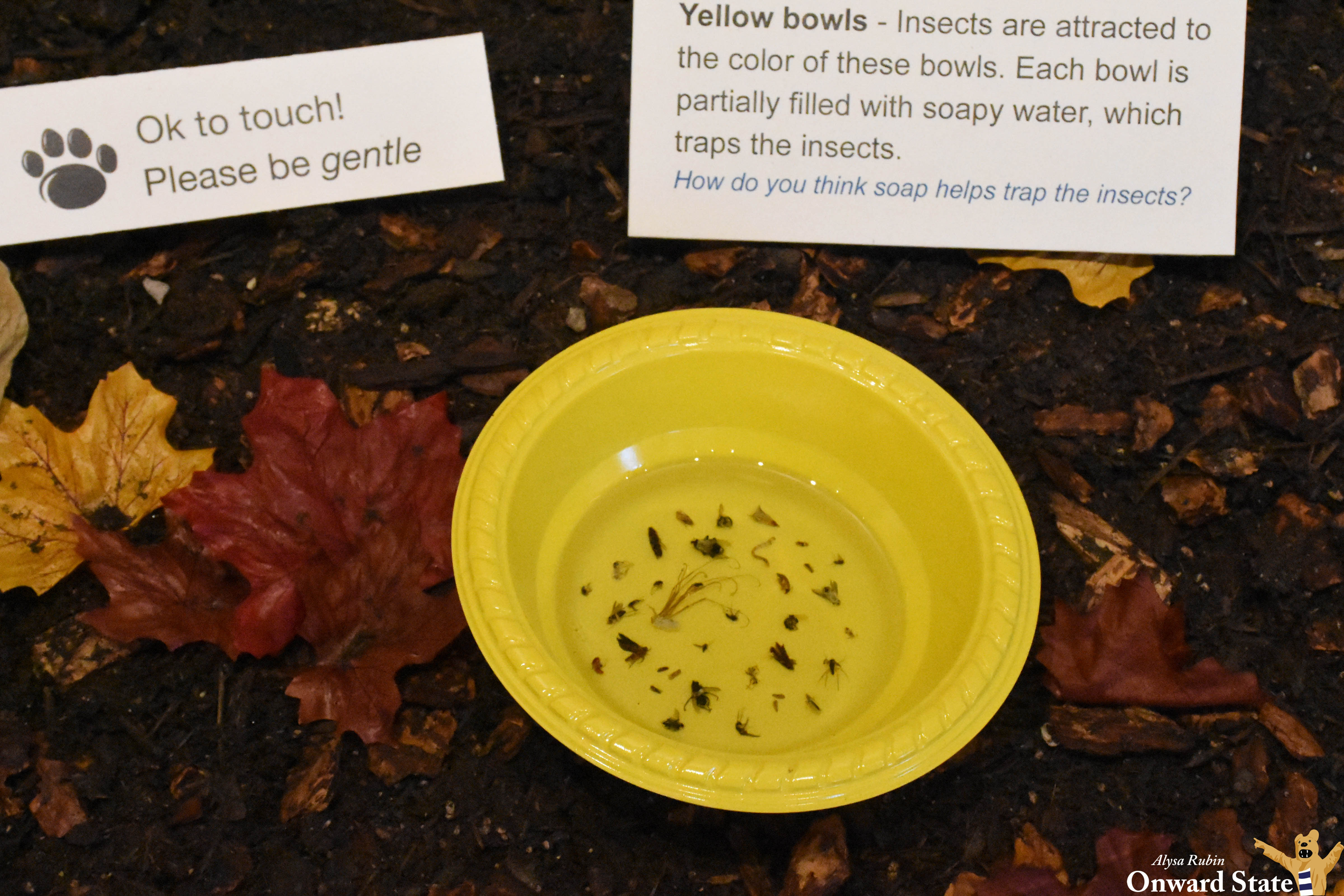 [Photo Story] Getting Buggy At The Frost Entomological Museum | Onward ...