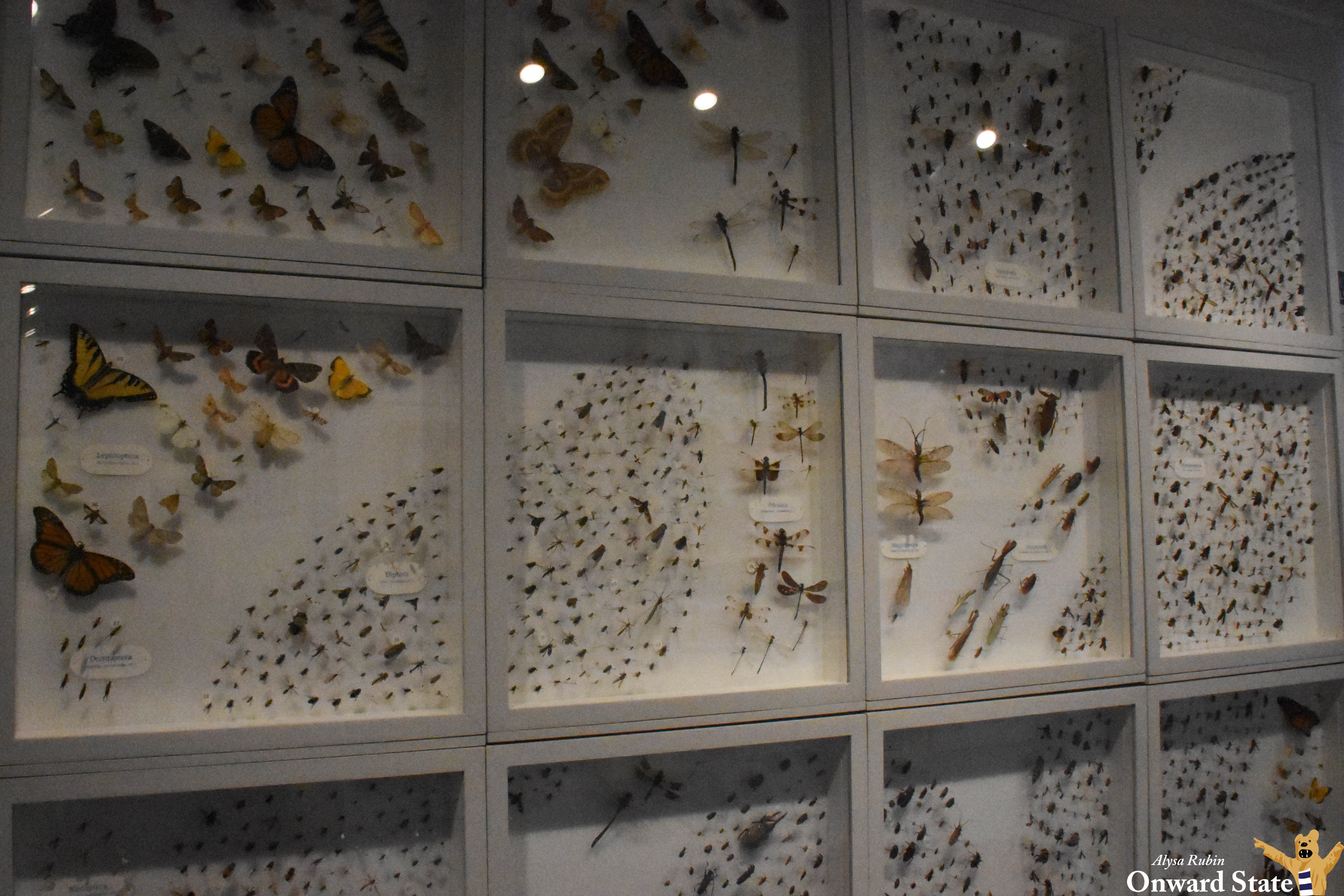 [Photo Story] Getting Buggy At The Frost Entomological Museum | Onward ...