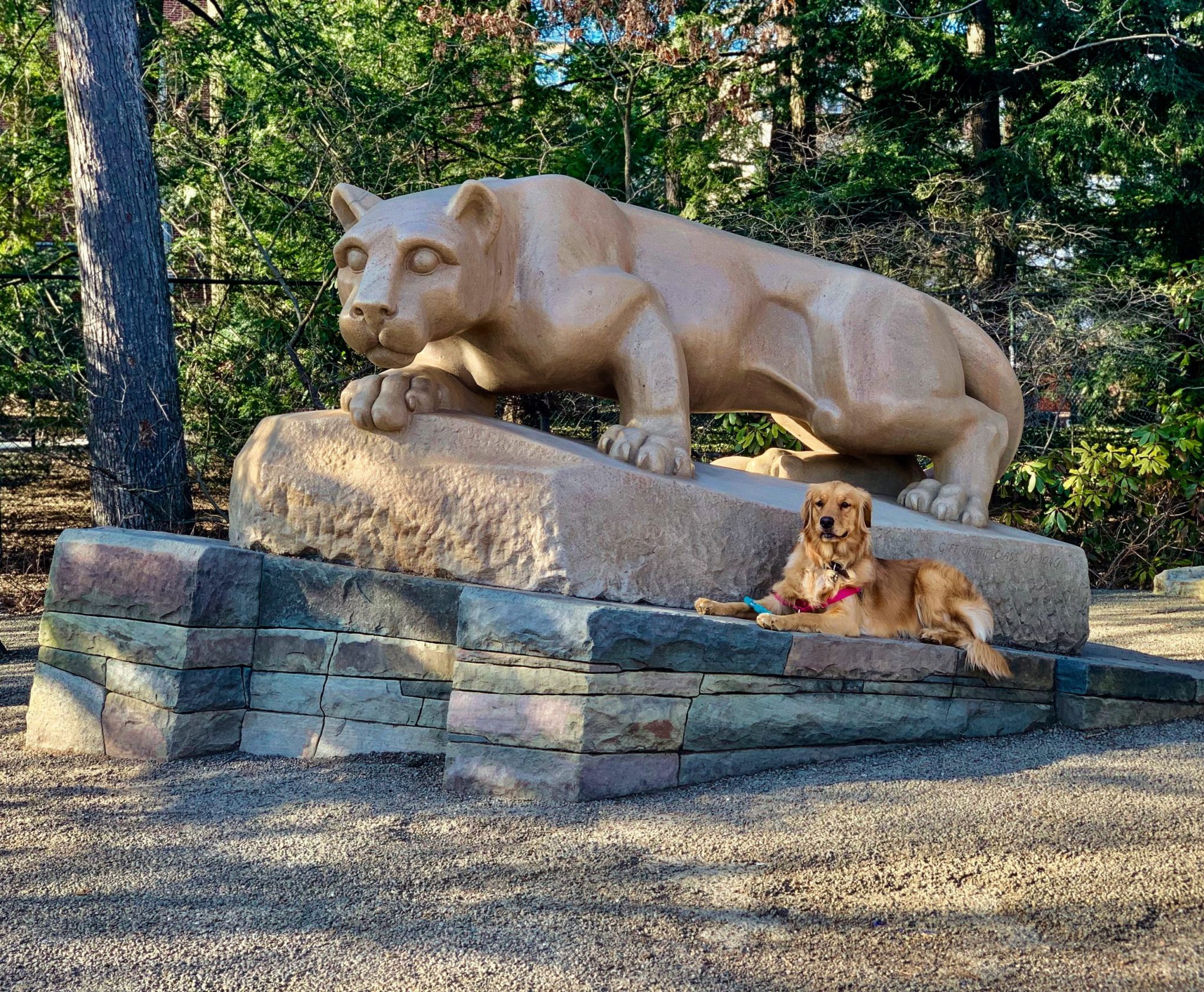 The Cutest Penn State Dogs | Onward State