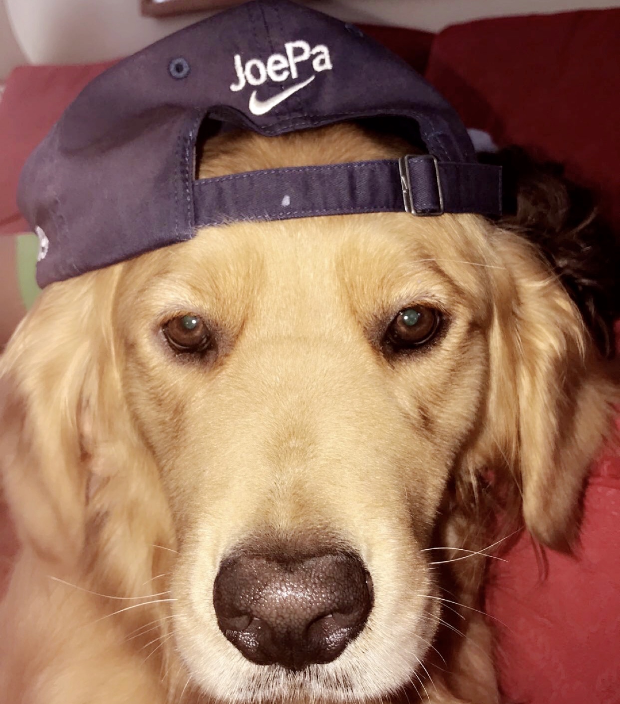 We Want To See Your Adorable Penn State Pets | Onward State