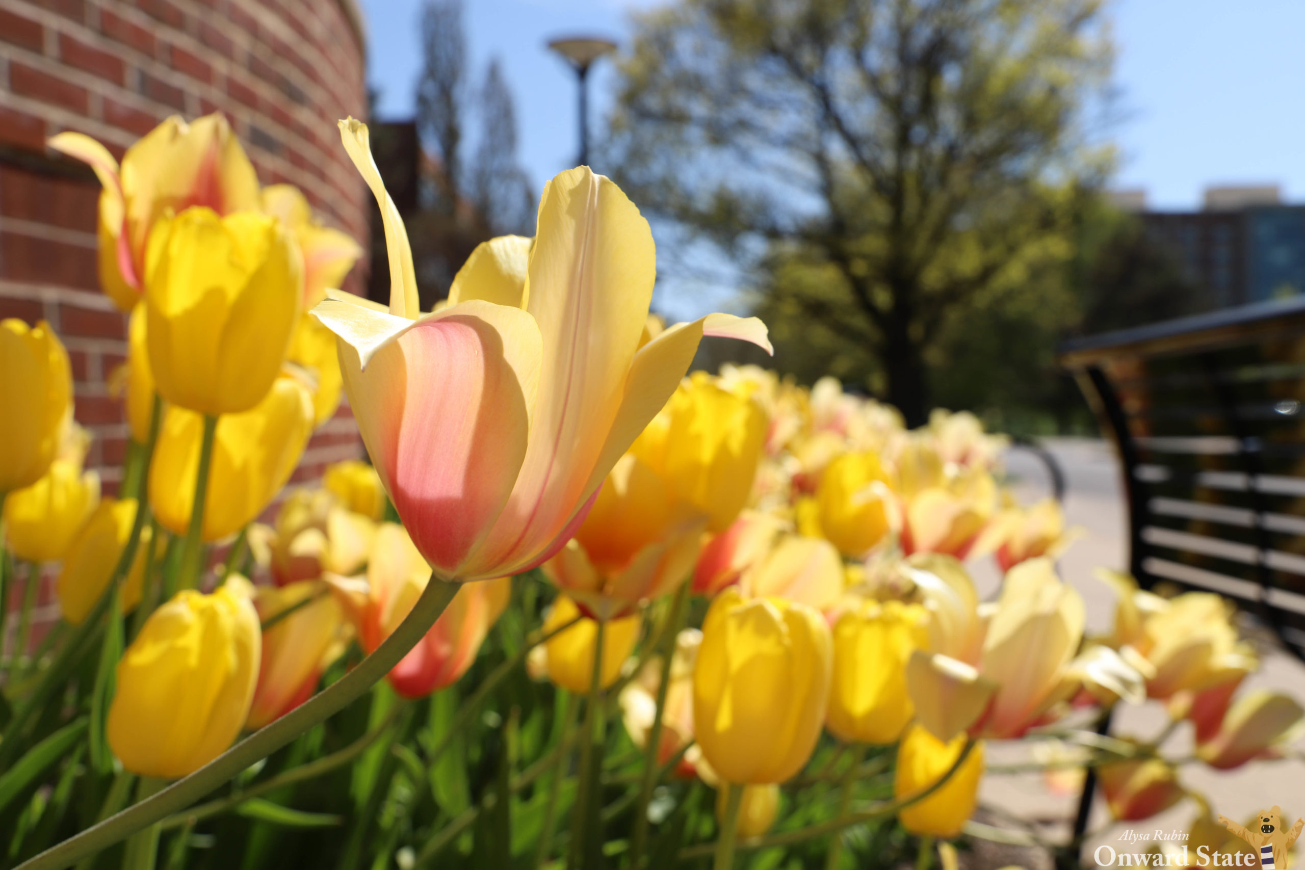 [Photo Story] Spring Has (Still) Sprung At Penn State | Onward State