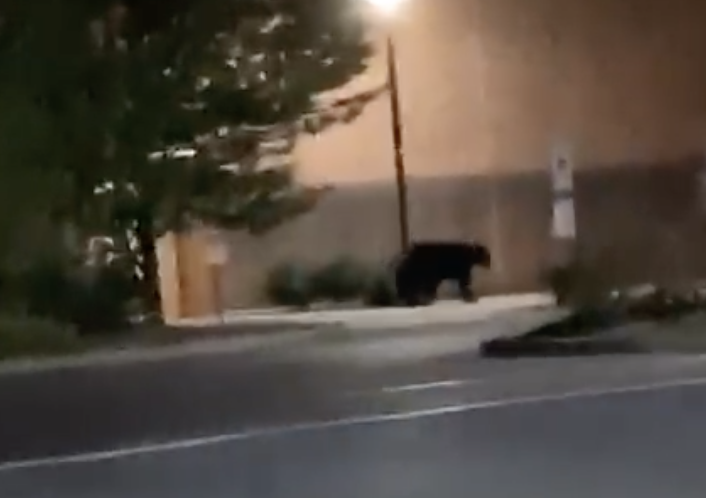 Black Bear Spotted On Penn State's Campus | Onward State