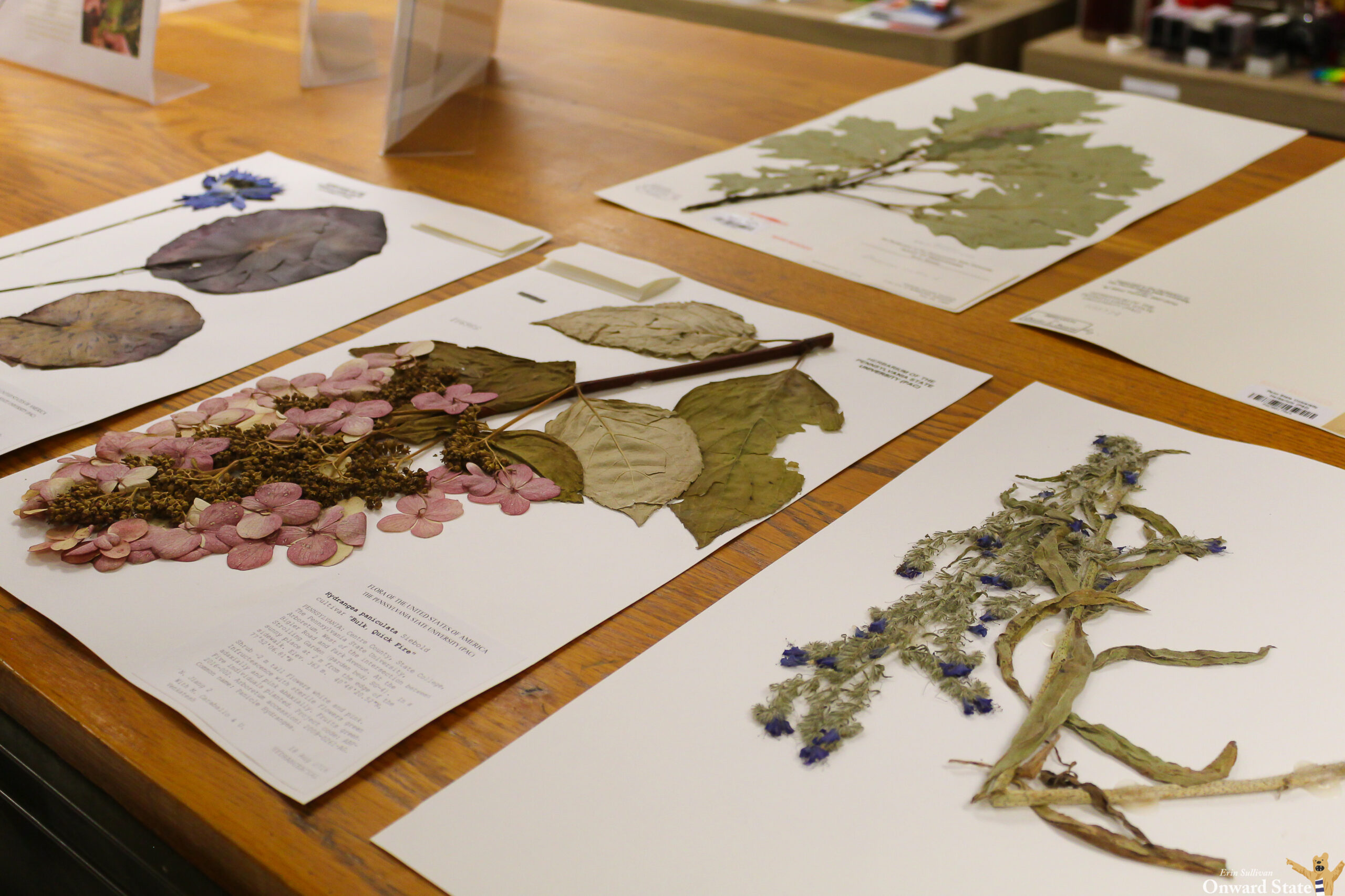 Penn State's Herbarium Houses Centuries Of Dead Plants & History ...