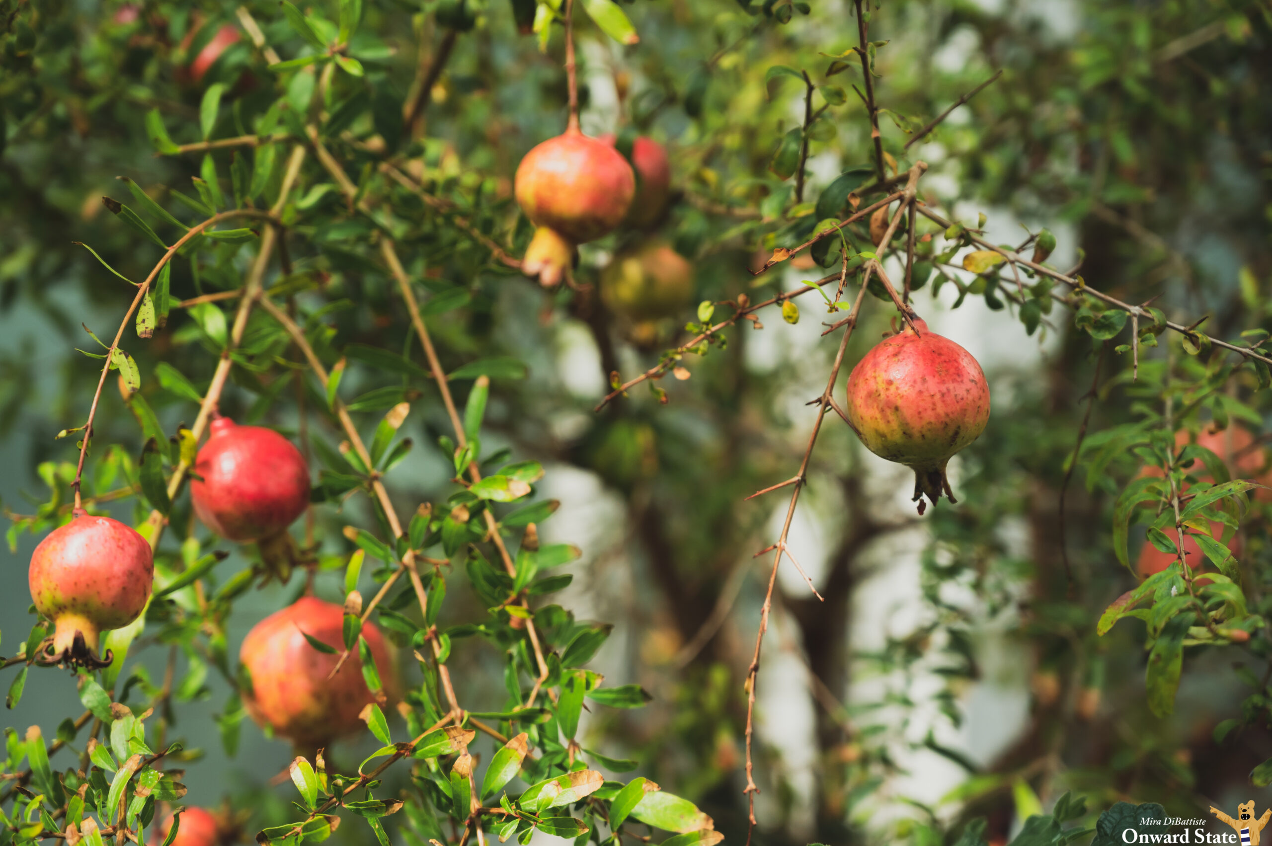[Photo Story] Touring A Penn State Greenhouse | Onward State