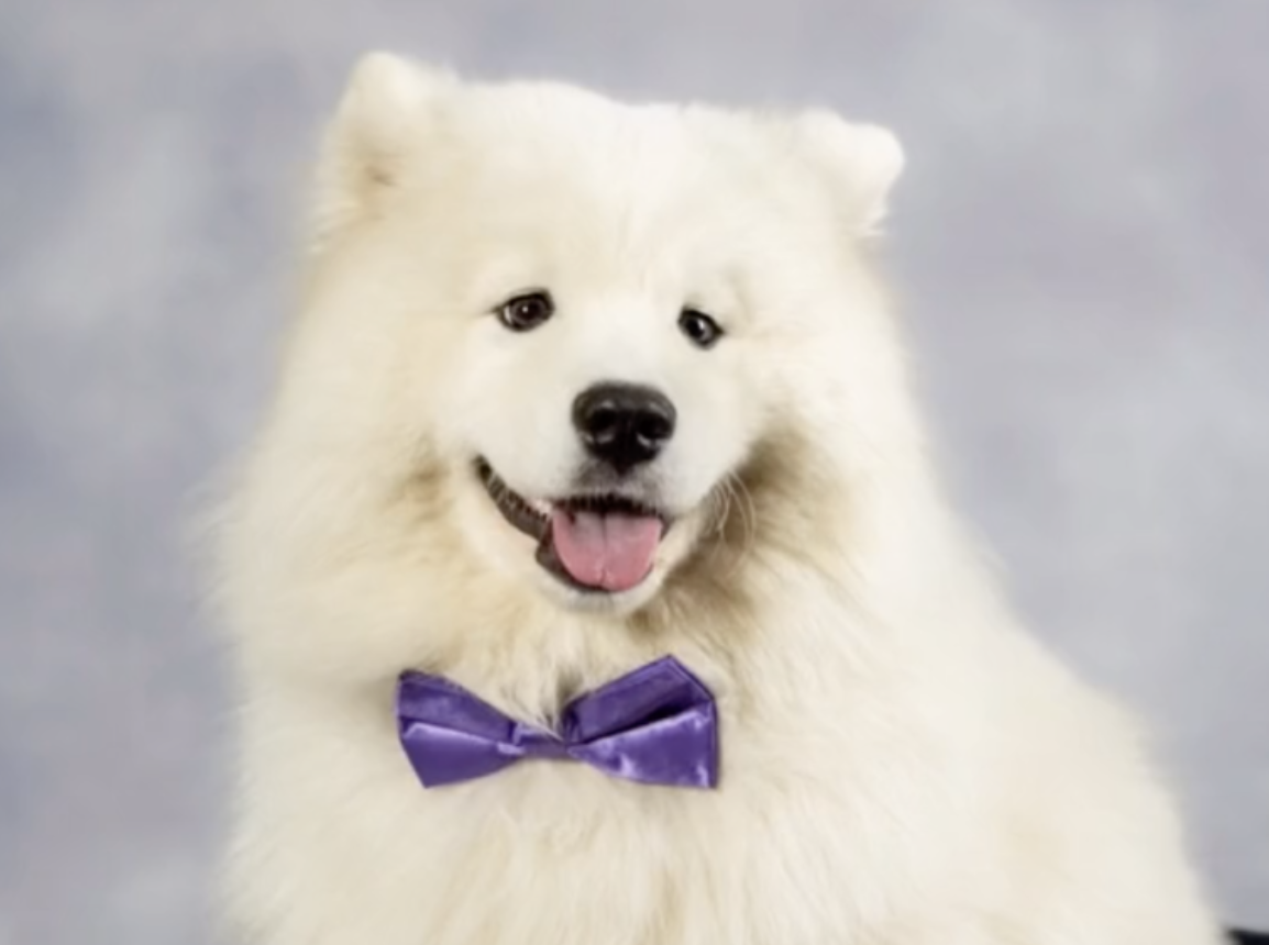 Meet Cooper, Penn State's Furry Fraternity Friend | Onward State