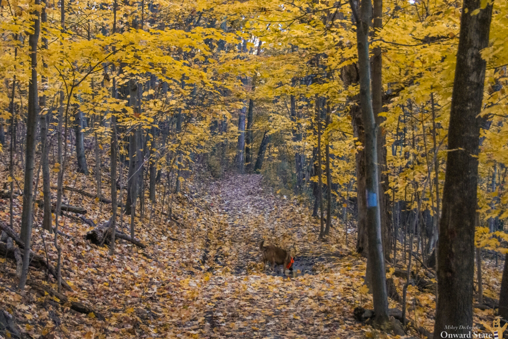 Explore Mount Nittany Trails Through Google Maps Street View | Onward State