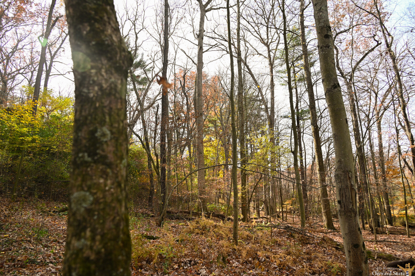 [Photo Story] Penn State Arboretum Trails | Onward State