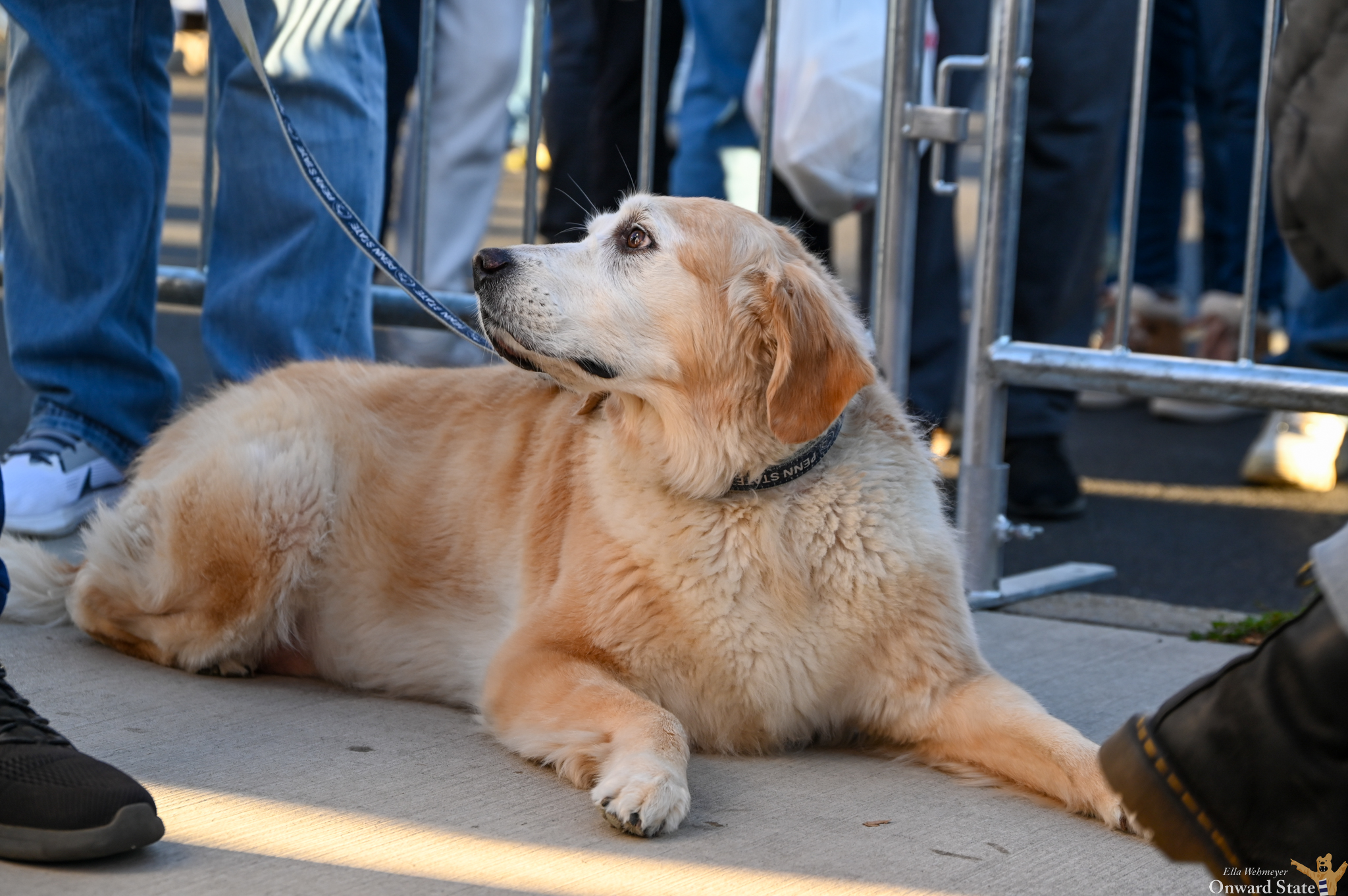 It’s Time To Adopt A Bat Dog: An Open Letter To Penn State Baseball ...