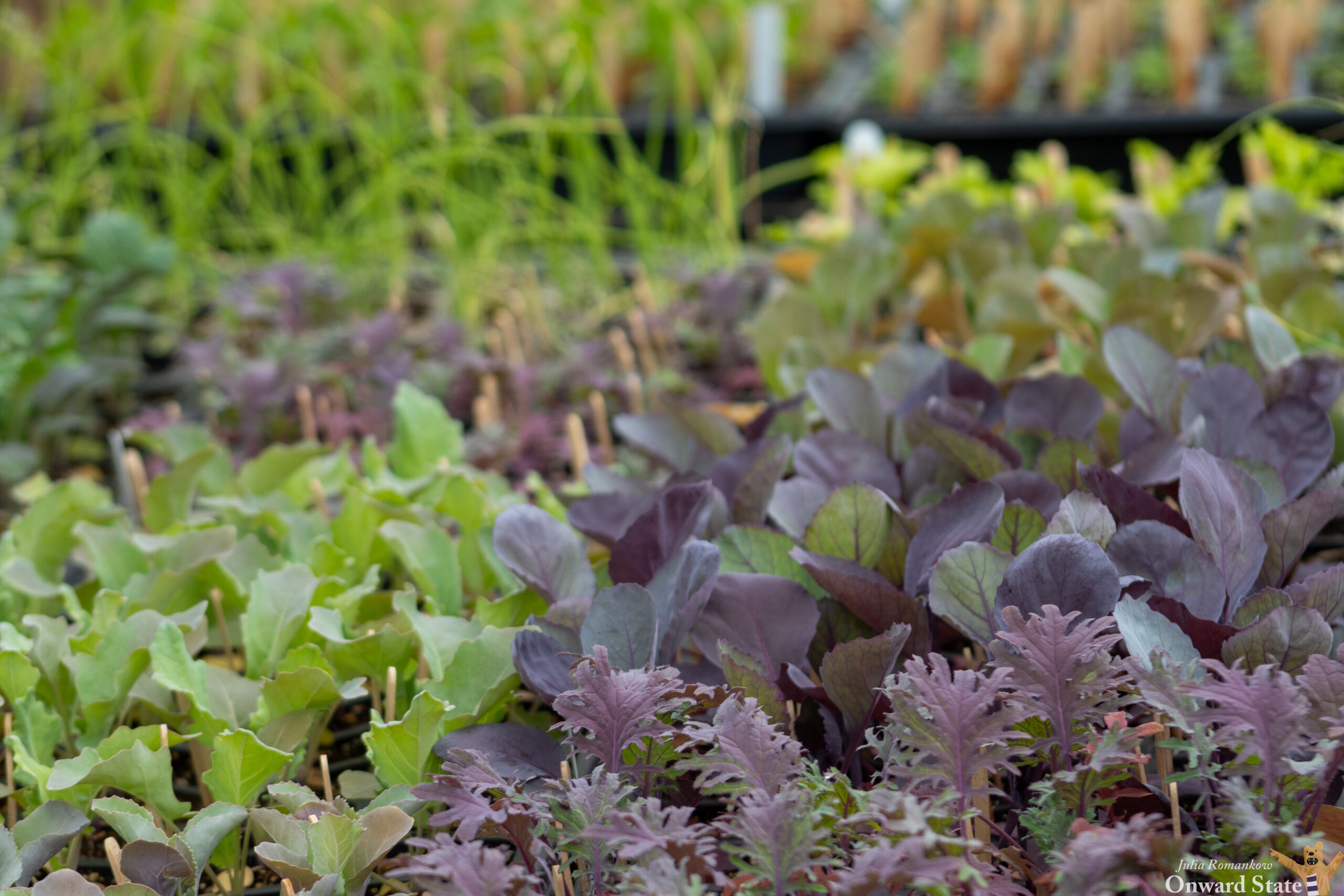 [Photo Story] Ross Student Farm Hosts 'Earth Day On The Farm' | Onward ...