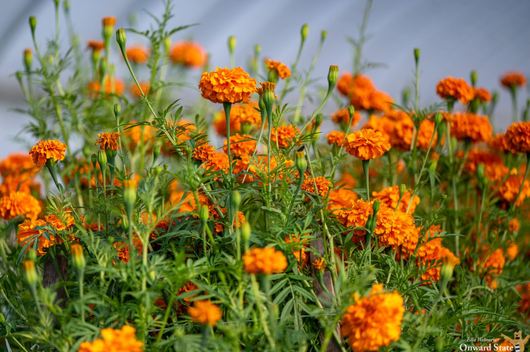 [Photo Story] A Look At Penn State Student Farm Club’s 10th Annual ...